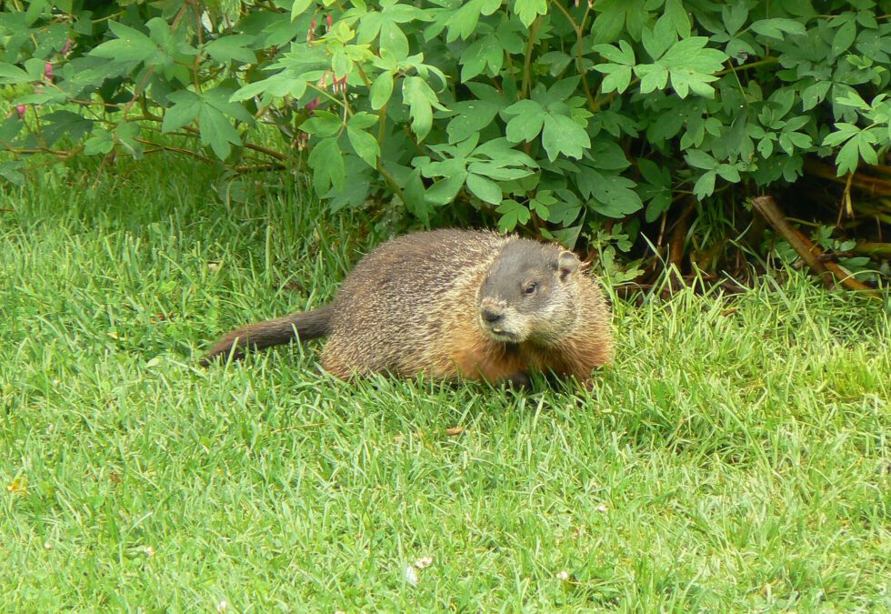Nature on the Neck: Groundhogs | Northern Neck Land Conservancy